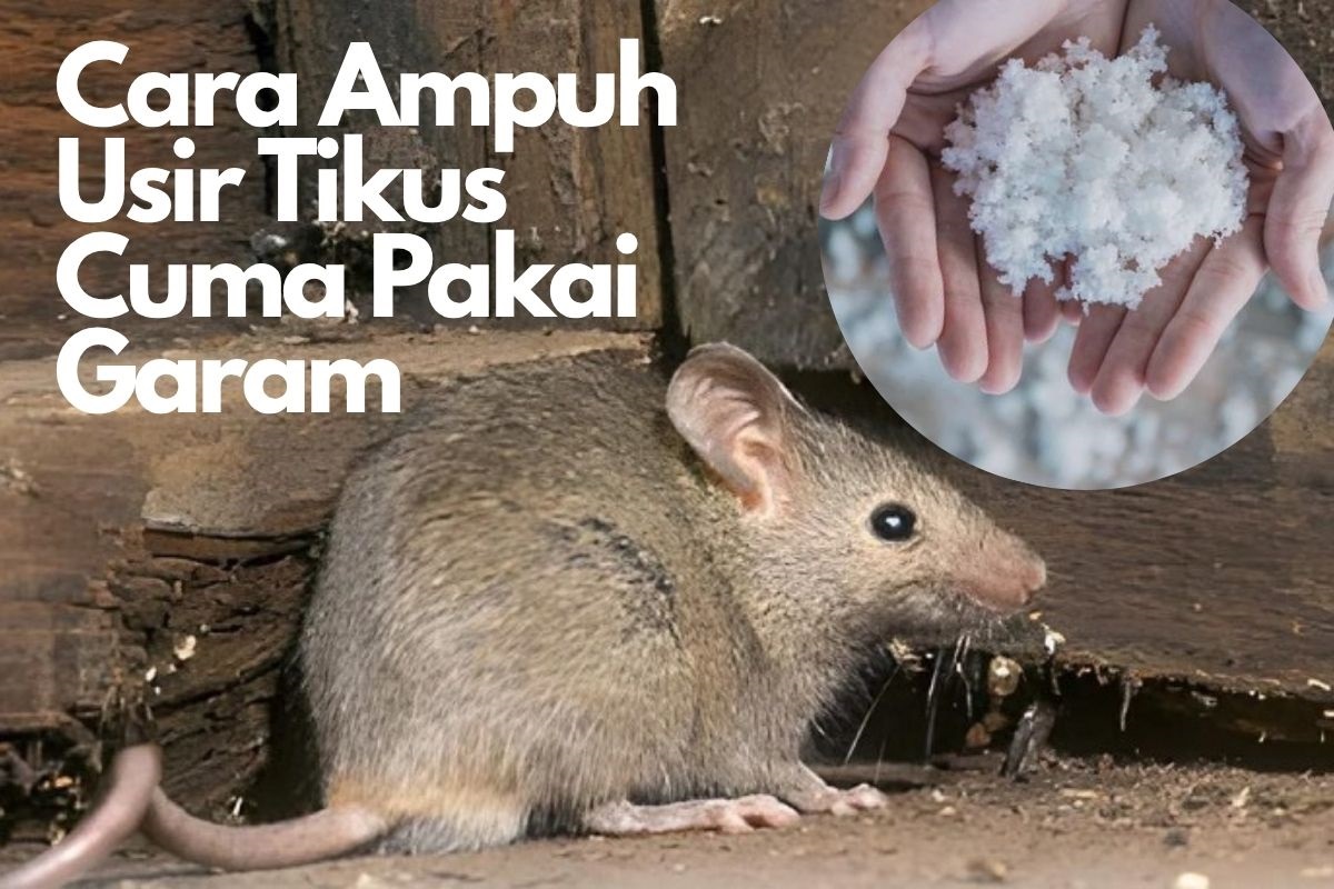 Begini Cara Ampuh Usir Tikus Cuma Pakai Garam, Gak Perlu Beli Racun