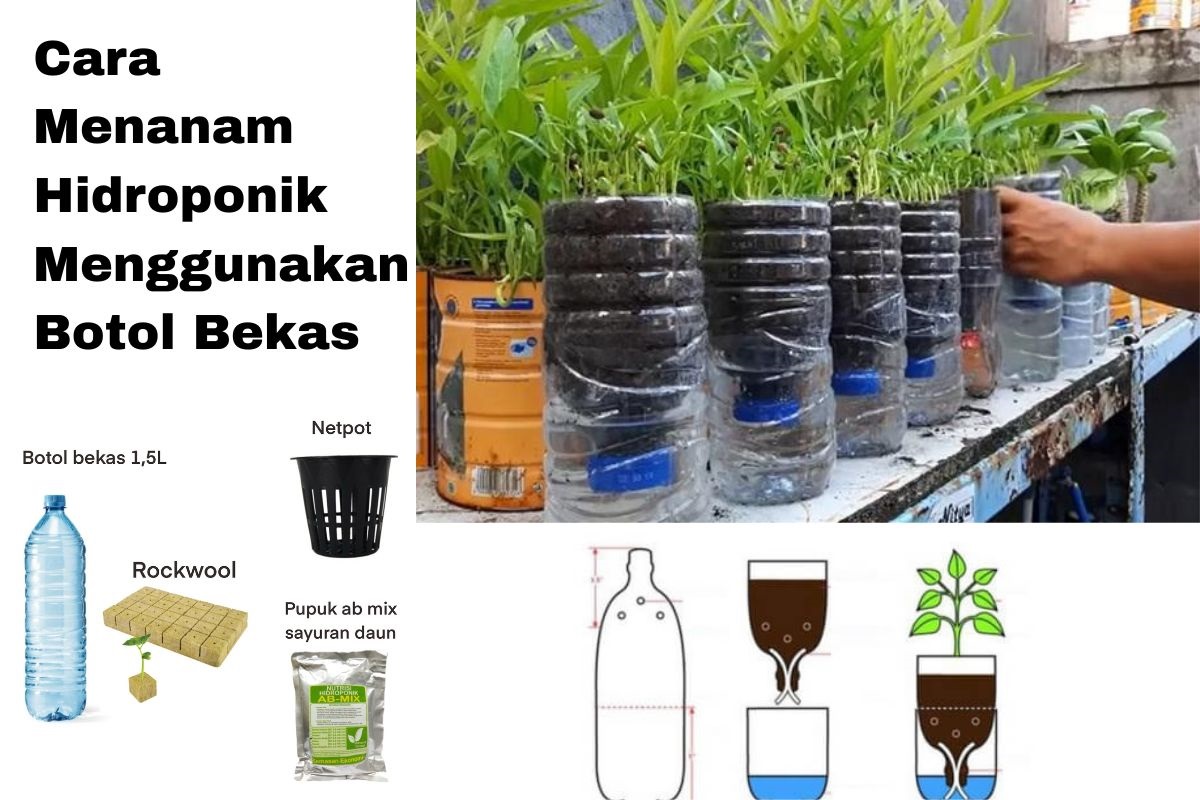 Cara Menanam Hidroponik Menggunakan Botol Air Mineral Bekas, Praktis ...