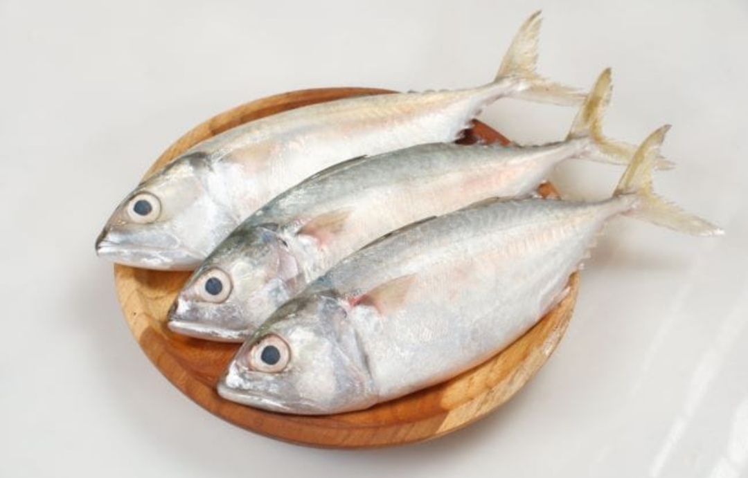 Ini Manfaat Luar Biasa Protein Hewani Ikan Kembung Setara Ikan Salmon